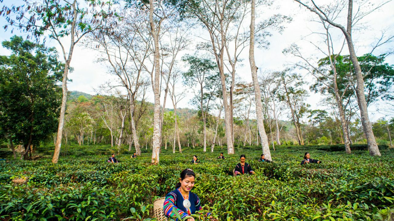 Tea Culture: A Global Journey Through Tradition and Taste - Araksa Tea Room